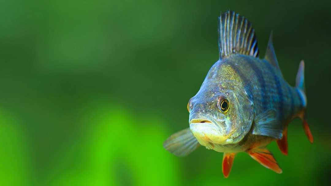 Tuntevat ja tietoiset kalat | Oikeutta eläimille