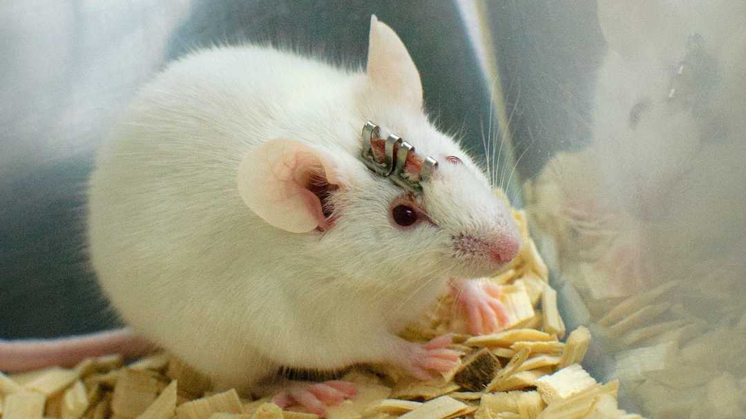 Tietoa eläinkokeista | Oikeutta eläimille